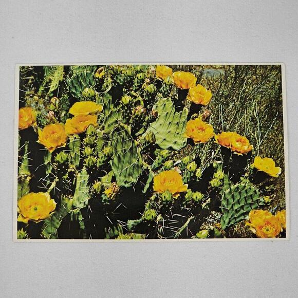 Other | Vintage Glen Wood Prickly Pear Cactus Flowers Arizona Desert ...